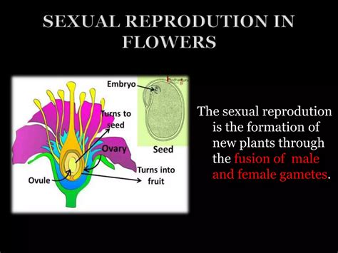 Reproduction In Plants Ppt