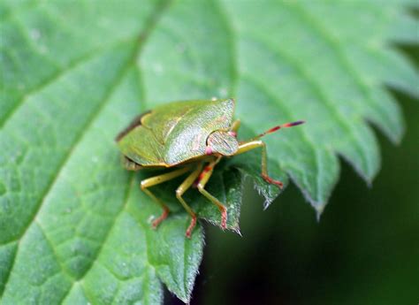 Paul Clabburn On Linkedin Common Green Shieldbug Insect