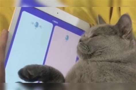 用人猫翻译器对猫咪说了这句话猫咪吓得一溜烟跑了