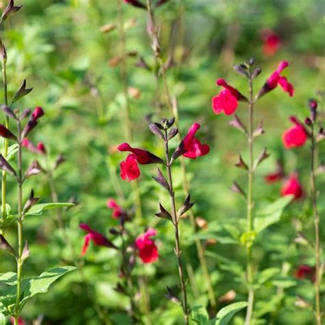Alder And Oak 5 Container Shrub Furmans Red Sage Plants 2 Pack Safu05