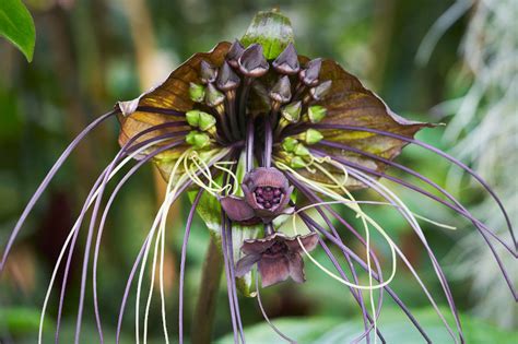 Unusual Houseplants Osera