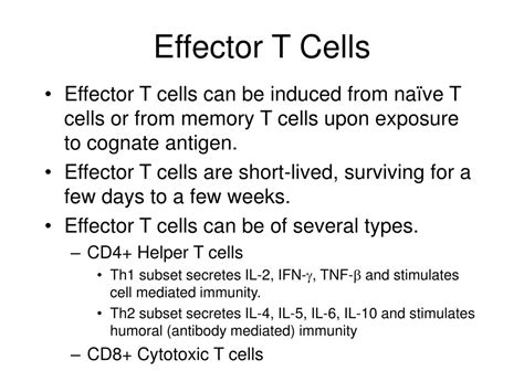 Ppt T Cell Maturation Activation And Differentiation Powerpoint