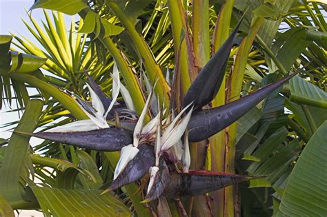 Strelitzia Augusta Características Significado E Cultivo 2026