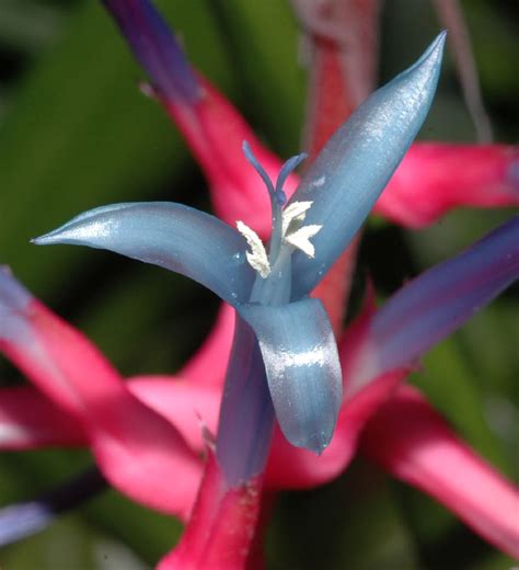 Aechmea Drakeana Bromeliaceae Image 29199 At