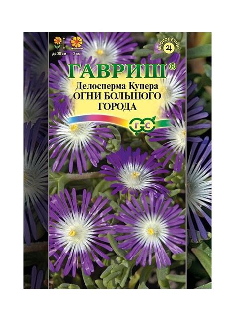 Делосперма Купера Огни большого города (7шт)