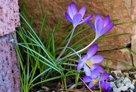 Crocus Spring Nature Free Photo On Pixabay Pixabay