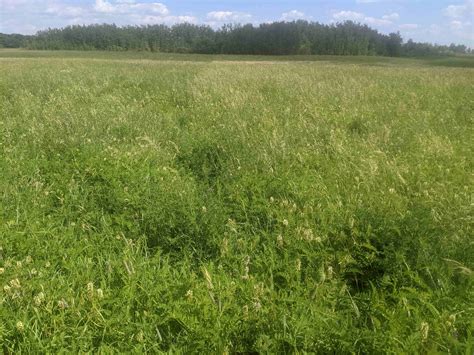 Grazing Impact Of Utilization — Manitoba Beef And Forage Initiatives