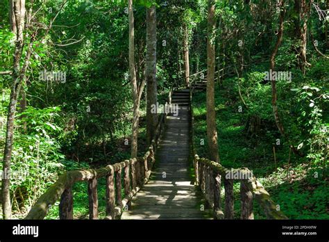 Wooden Path Walk Through Green Tropical Forest Walk Path Near Bua Tong