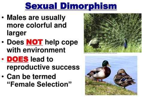 Ppt Microevolution Powerpoint Presentation Free Download Id2350337