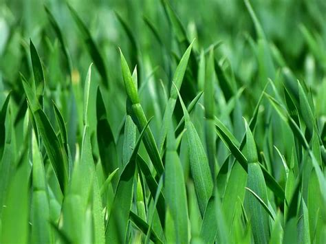 Grass Blades Of Grass Nature Meadow Close Up Green Pikist