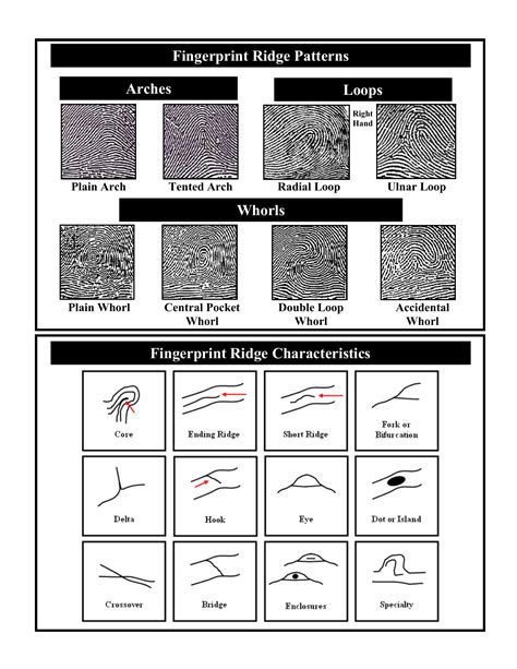 Ulnar Loop Vs Radial Loop Fingerprint
