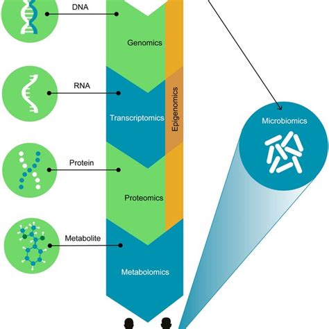 Overview Of How Various Omics Sciences Interact With One Another The Download Scientific