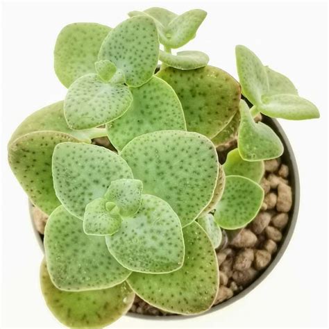 Crassula Cordata 65 Cm Crassulaceae Giromagi Vendita Piante Grasse