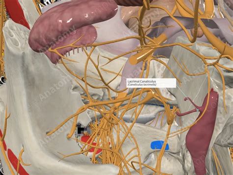 Lacrimal Canaliculus Complete Anatomy
