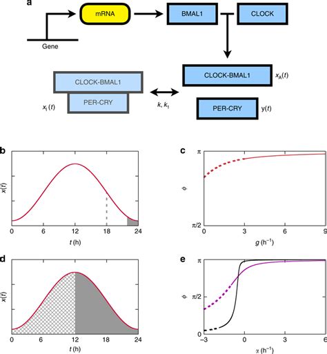 Protein Activity Dynamics Of The Mammalian Circadian System A Clock Download Scientific