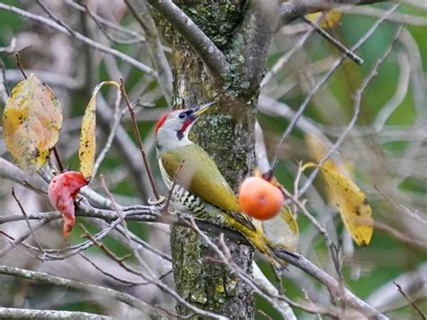 漸く出逢えた柿アオゲラ シエロの野鳥観察記録