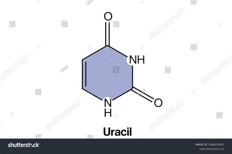 Uracil Molecular Diagram Over 136 Royalty Free Licensable Stock