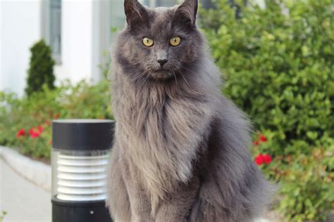 Munchkin Maine Coon Cat Mix Pictures Info Temperament And Traits Catster