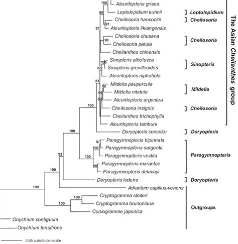 phylogram based on maximum likelihood analyses of the combined dataset