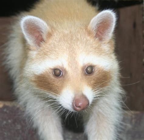 17 Best Images About Raccoons On Pinterest Hold On The Flowers And Sweet