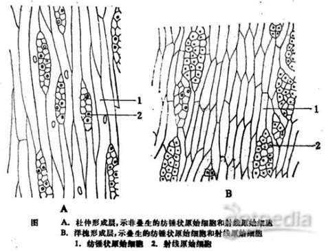 茎的次生结构实验 分析测试百科网wiki版