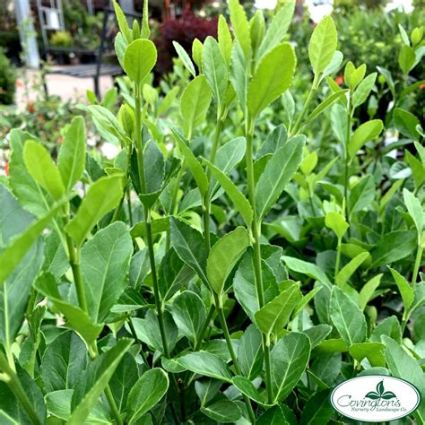 Euonymus Manhattan Covingtons