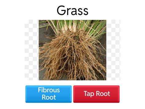 2025 S7 Types Of Roots Is It Tap Root Or Fibrous Root Kuis