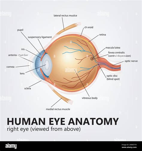 Human Eye Anatomy Right Eye Viewed From Above Vector Illustration