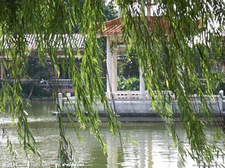 柳树（杨柳科柳属植物） 百度百科