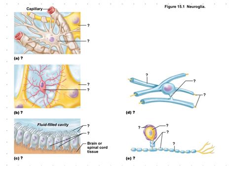 Types Of Neuroglia Diagram Quizlet
