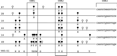Schematic Diagram Illustrating Clonal Expansion And Intraclonal
