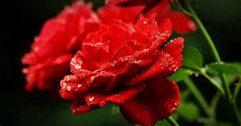 장미꽃 꿈 해몽 11가지 빨간 하얀 흰 장미꽃을 받는 한송이 꺾는 먹는 장미꽃이 나온 사는 꽃다발 보는 만발한