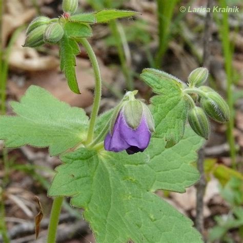 Geranium platyanthum - Изображение особи - Плантариум