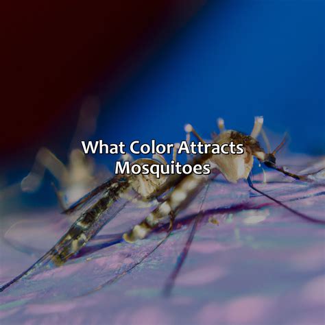 What Color Attracts Mosquitoes