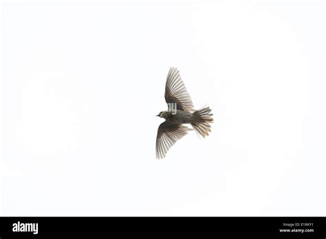 Tree Pipit Singing In Flight Stock Photo Alamy