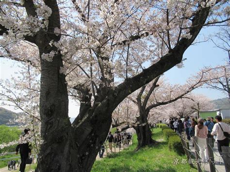 背割堤 京都の観光地 京都観光ネット