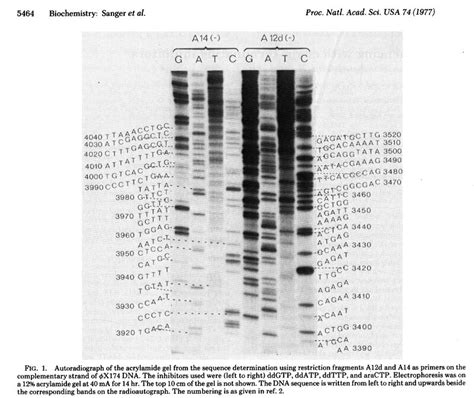 Sanger Sequencing Mahmoud Ragab
