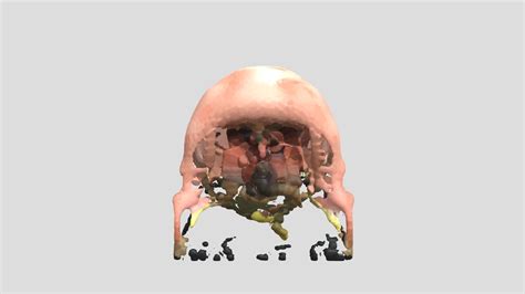 A Fleshy Bug It Is Shaped Like A Turtle Download Free 3d Model By Mirage Mirageml [0d70d10