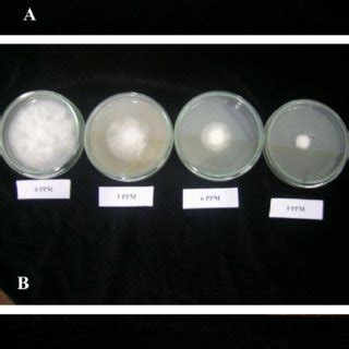 Morphology Of Three Phytophthora Species A P Capsici B P Download Scientific Diagram