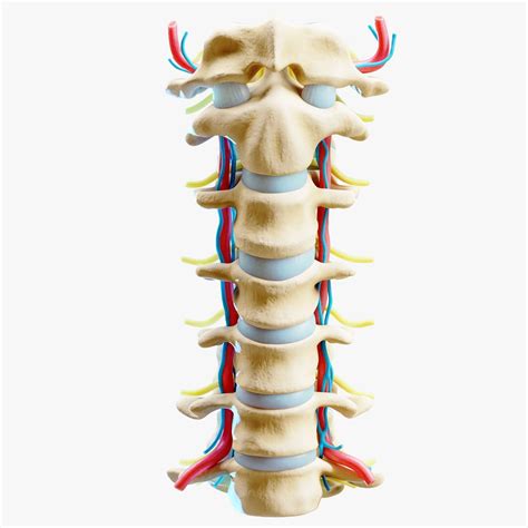 Cervical Spine Anterior Anatomy 3D Model CGTrader