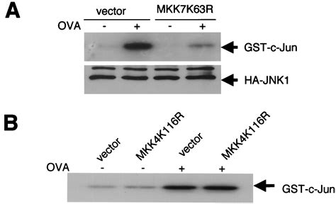 Role Of Mekk2 Mek5 In The Regulation Of Tnf α Gene Expression And Mekk2