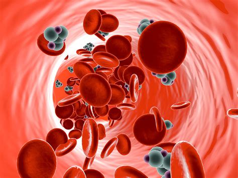 27 Facts About Gluconeogenesis