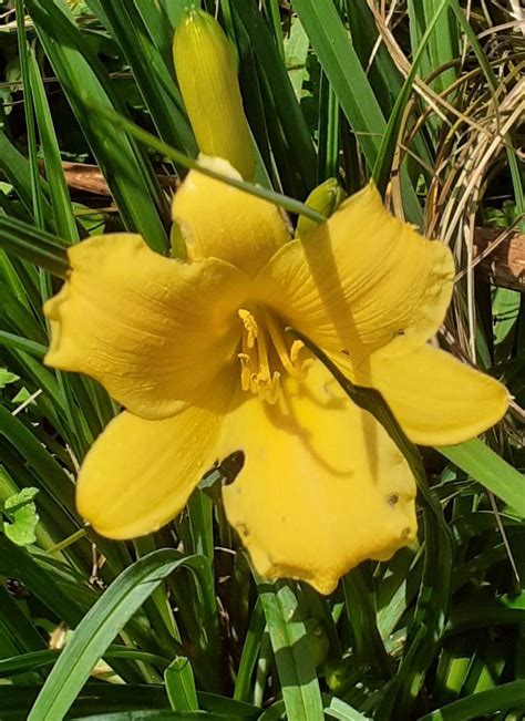 Hemerocallis Stella Deoro Dwarf Yellow Daylily Bee Haven Gardens
