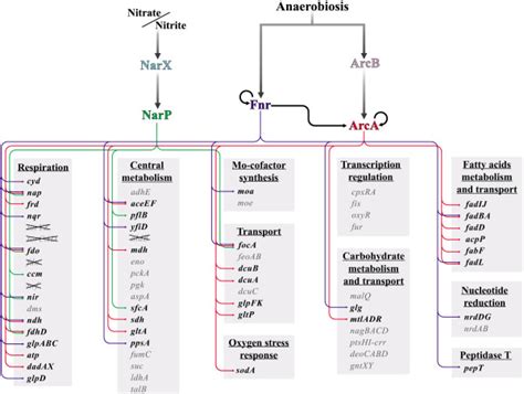 regulatory interactions in yersinia spp regulatory cascades are shown