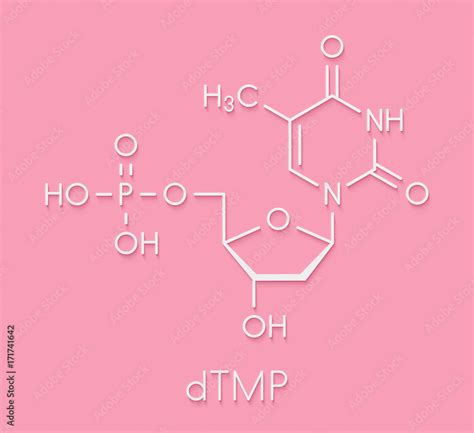 Thymidine Monophosphate Tmp Thymidylate Nucleotide Molecule Dna Building Block Skeletal