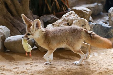 20 kostenlose Fennek und Wüstenfuchs Bilder Pixabay