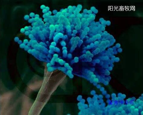 曲霉菌菌落及菌体图片 牧医图谱 阳光畜牧网 畜牧养殖 动物保健