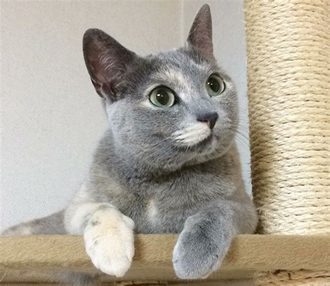 【猫豆知識】猫の「ピンク色」にまつわる4つのナゾに迫る ねこのきもちnews