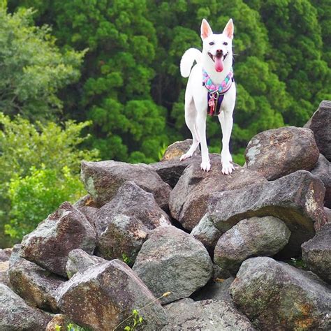 柴犬ハルand保護犬すずさんのインスタグラム写真 柴犬ハルand保護犬すずinstagram「⛰ 『黙れ小僧！！ お前にサンが救えるか