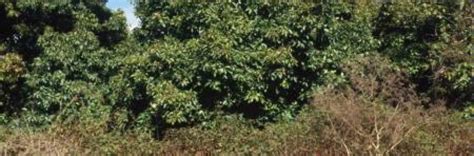 New Class Of Herbicides Uc Agriculture And Natural Resources
